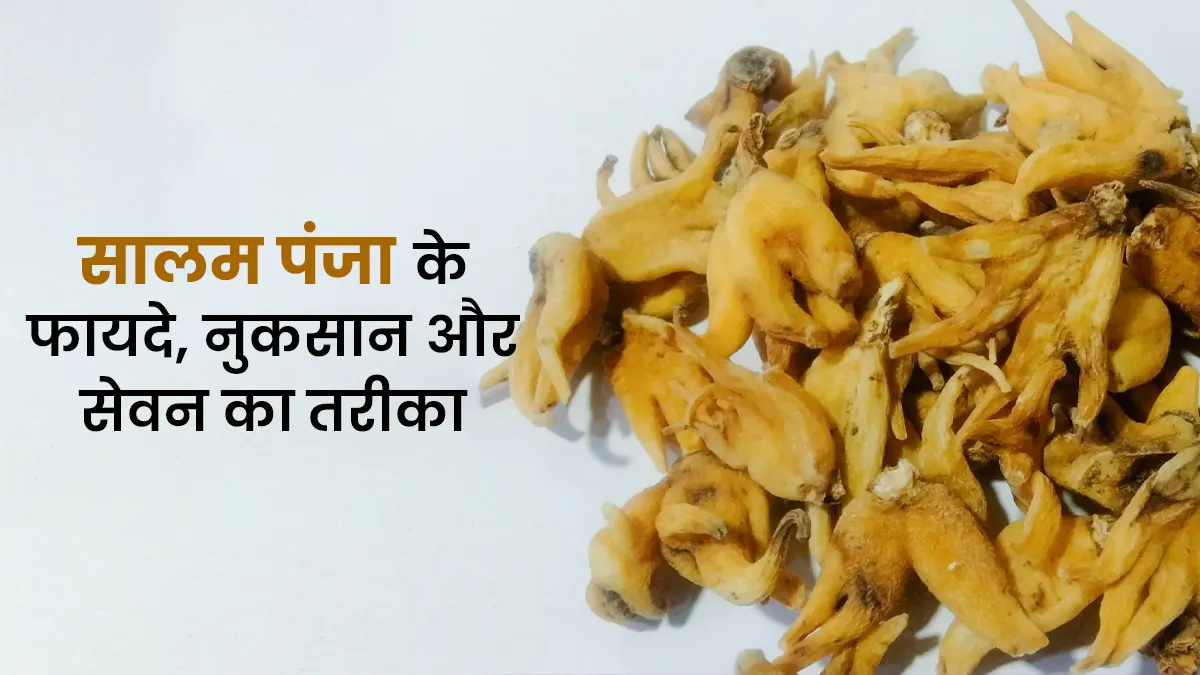 मर्दाना ताकत बढ़ाने वाले सालम पंजा का किन्हें करना चाहिए इस्तेमाल ...