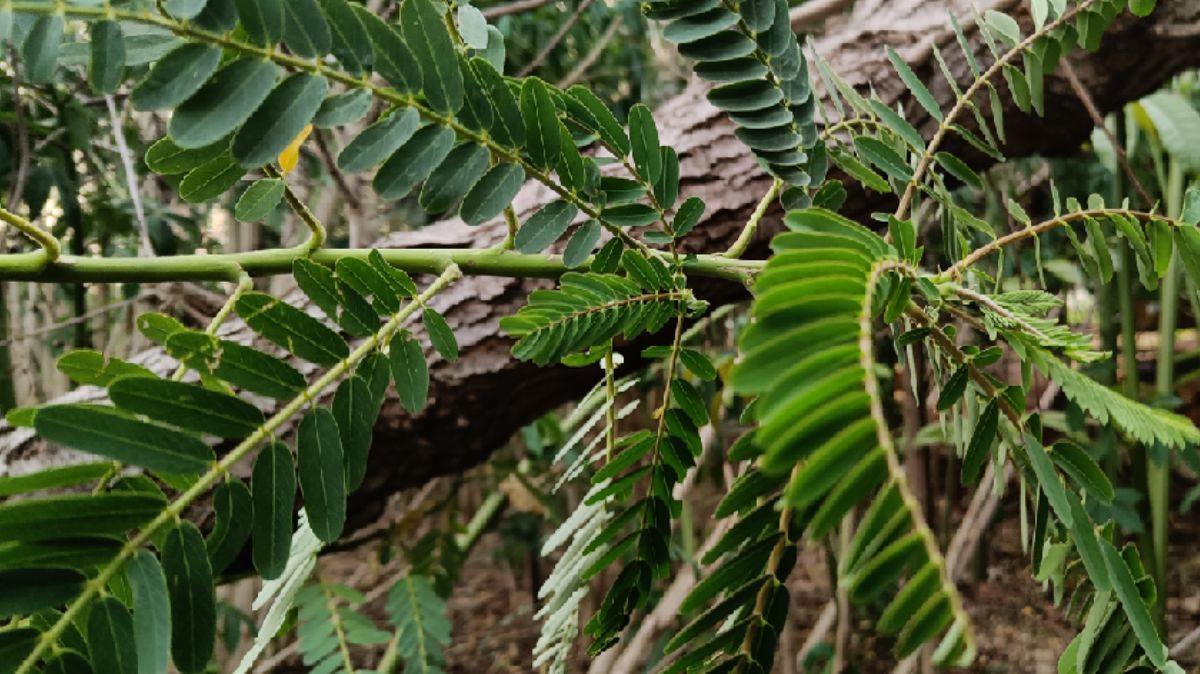 agathi keerai: தலை முதல்.. கால் வரை.. பலன்களை அள்ளித் தரும் அகத்தி கீரை ...