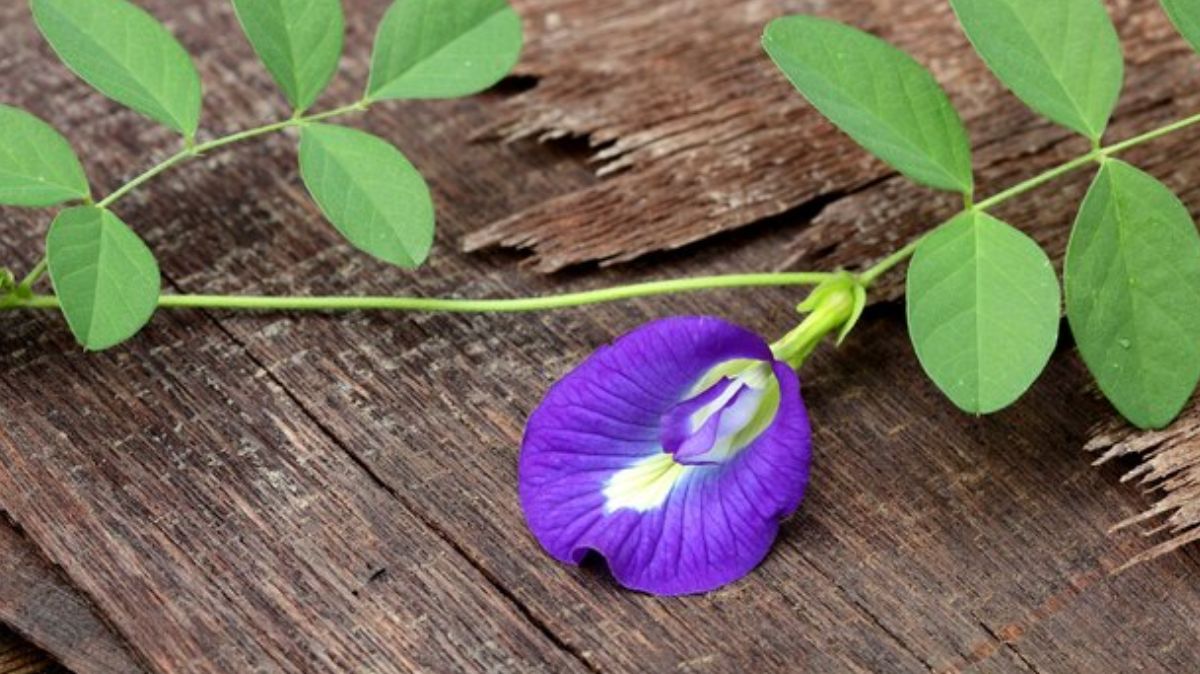 Sangu Poo Benefits: சங்குப்பூவின் நன்மைகள் பற்றி தெரியுமா? | OnlyMyHealth