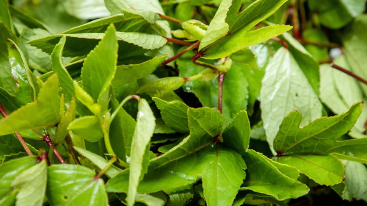 Pulicha Keerai: ஆரோக்கிய நன்மைகளை அள்ளித்தரும் புளிச்ச கீரை ...