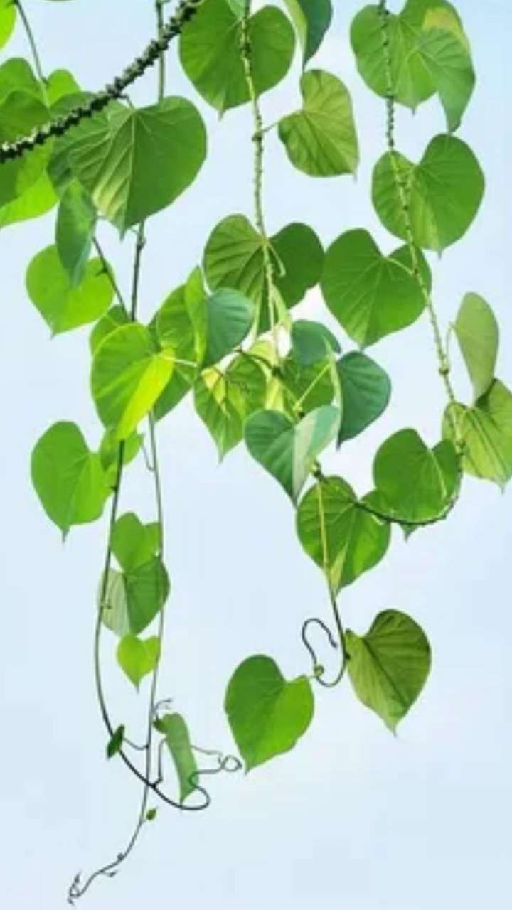 10 Medicinal Values Of Giloy