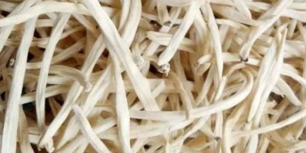 सेमल मूसली खाने के फायदे| सेमल मूसली क्या है? | Semal Musli Benefits