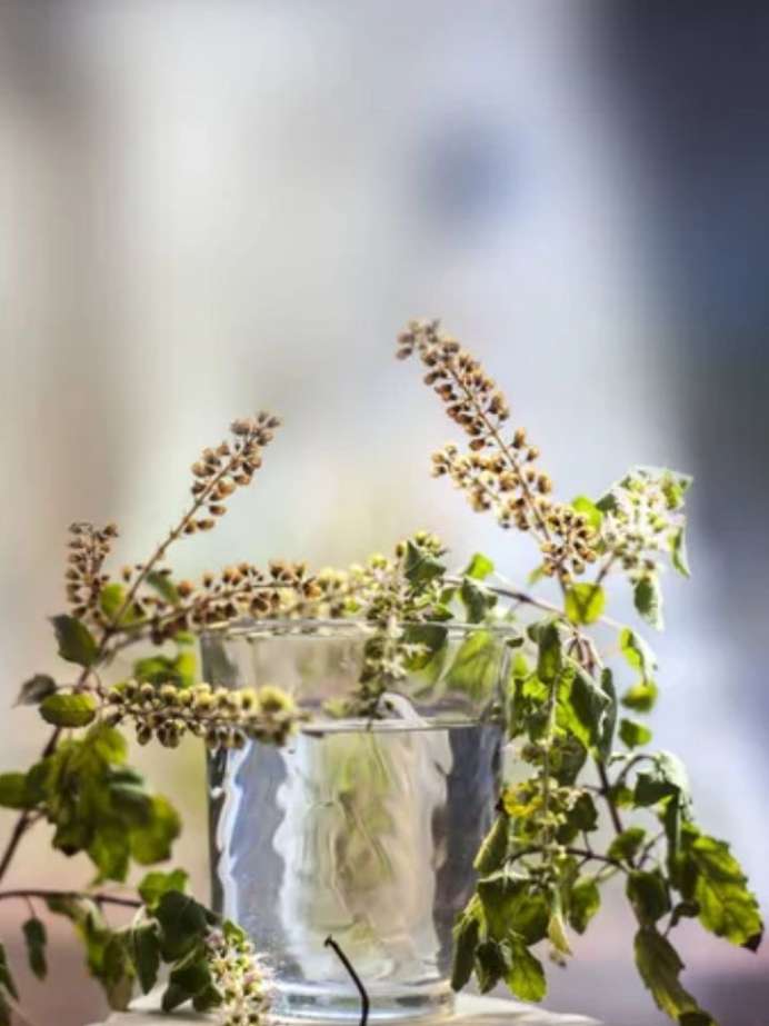 What Are The Healing Properties Of Tulsi Water? | Onlymyhealth