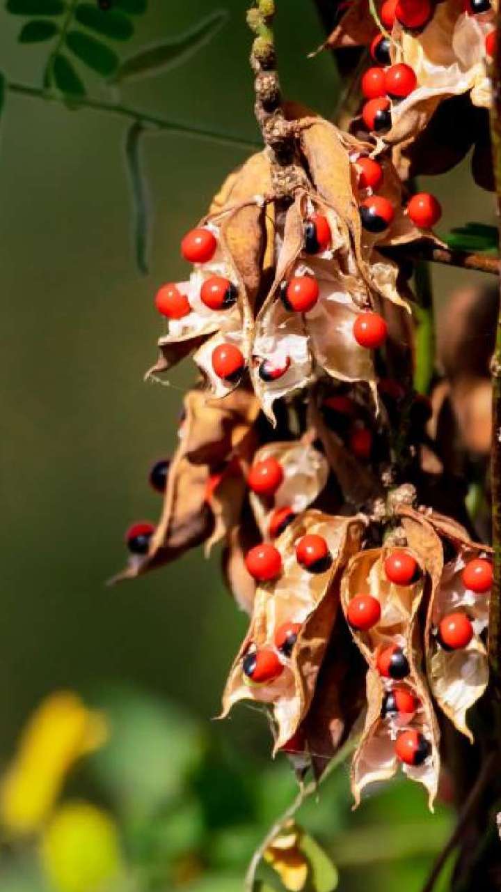 गुंजा के बीजों से करें झड़ते बालों का इलाज