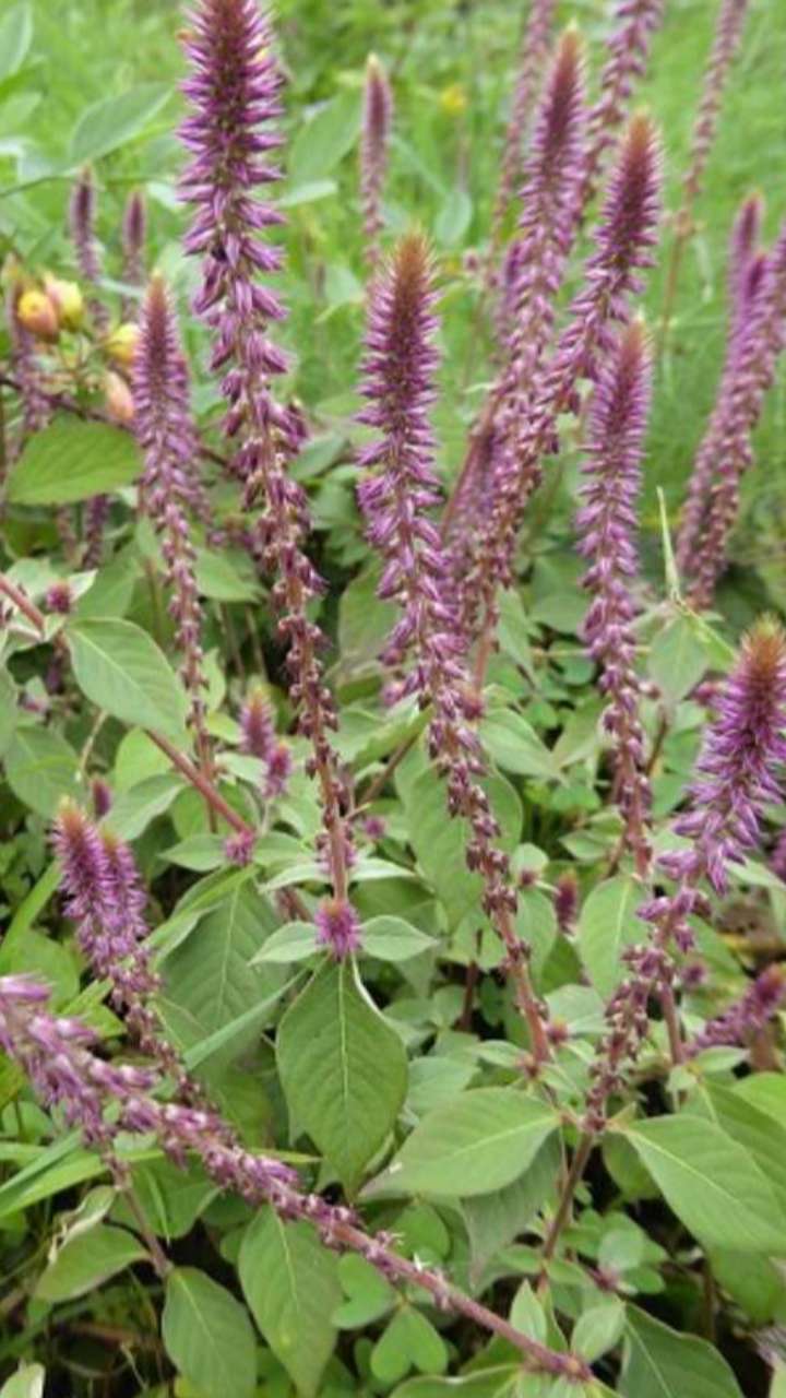 நாயுருவி செடியின் ஆரோக்கிய நன்மைகள் பற்றி தெரியுமா?