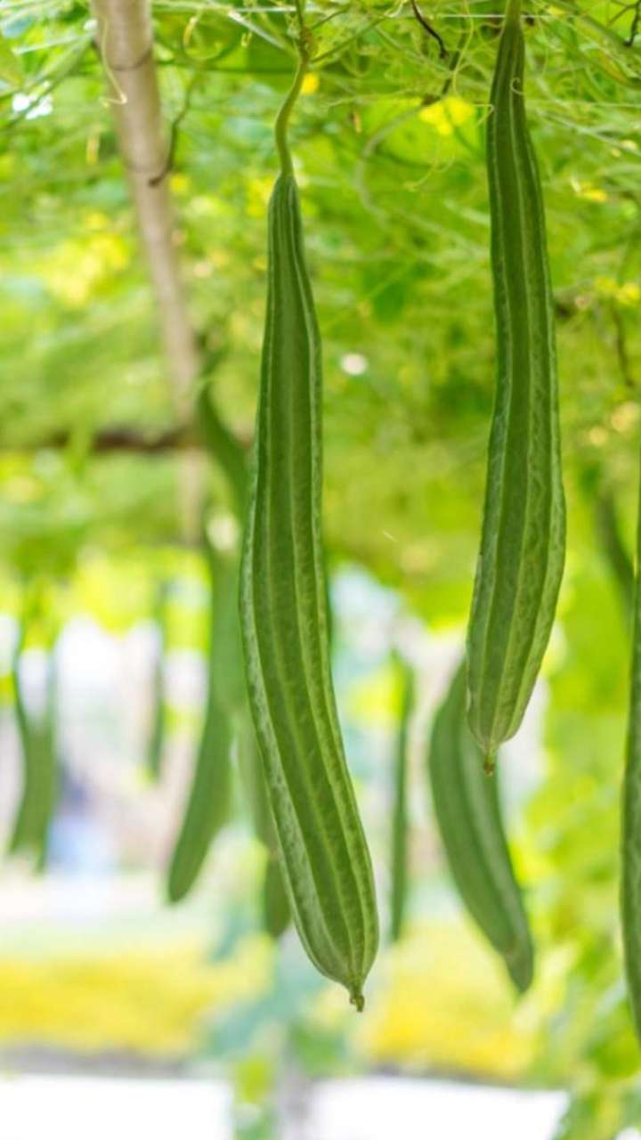 गुणों से भरपूर है सांप जैसी दिखने वाली ये सब्जी, देखें फायदे