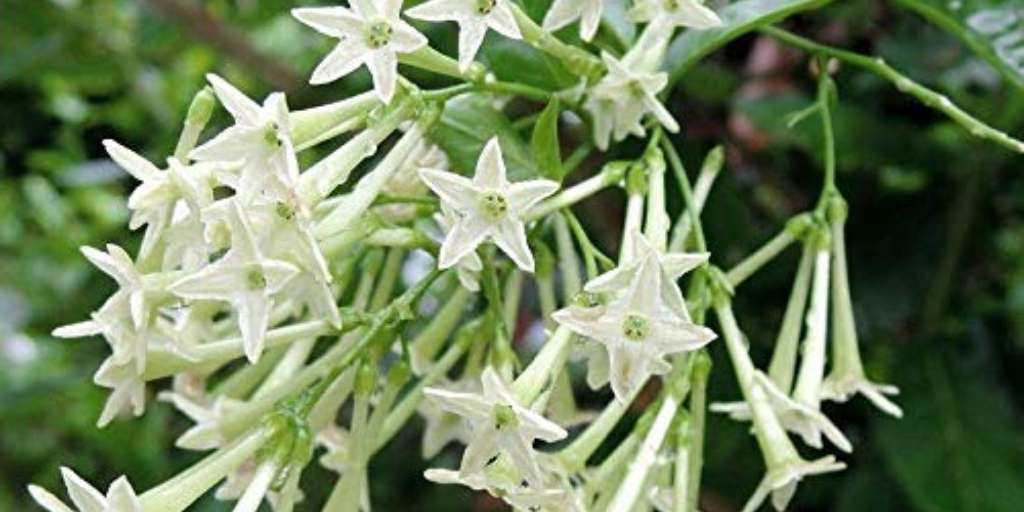 रातरानी से खूबसूरती के साथ सेहत सुधारें, ऐसे करें इस्तेमाल