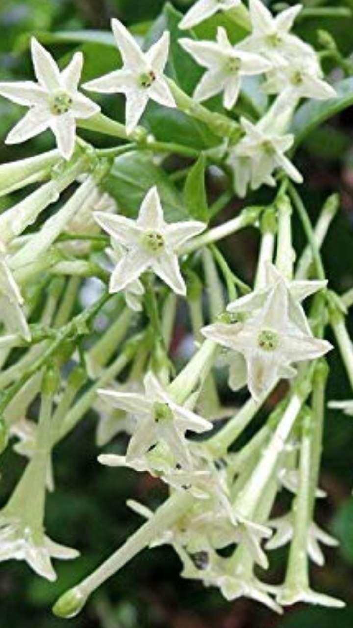 रातरानी से खूबसूरती के साथ सेहत सुधारें, ऐसे करें इस्तेमाल