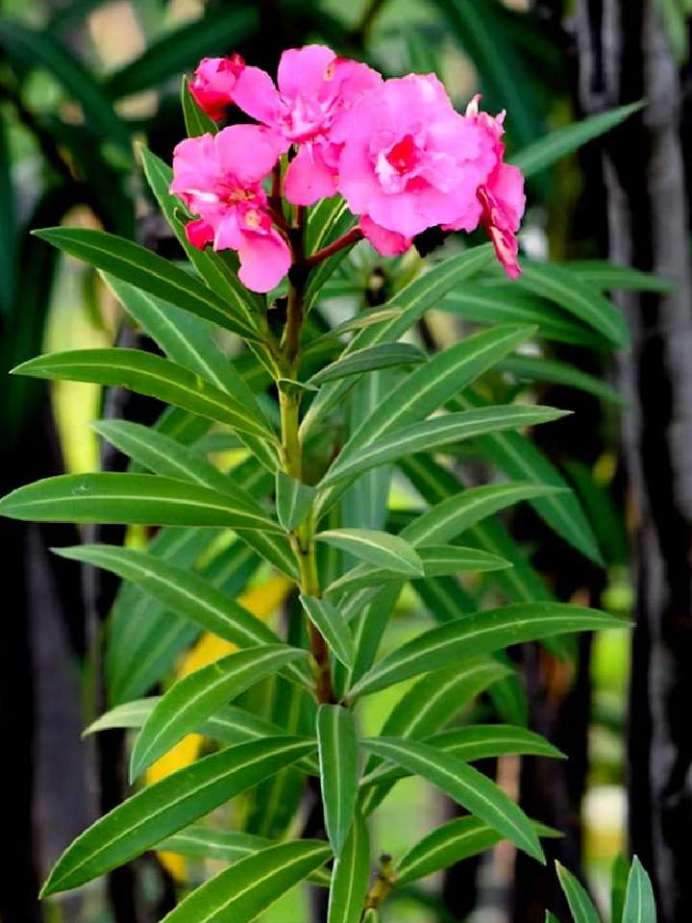 அரளி இலையின் கொட்டிக்கிடக்கும் ஆரோக்கிய நன்மைகள்!