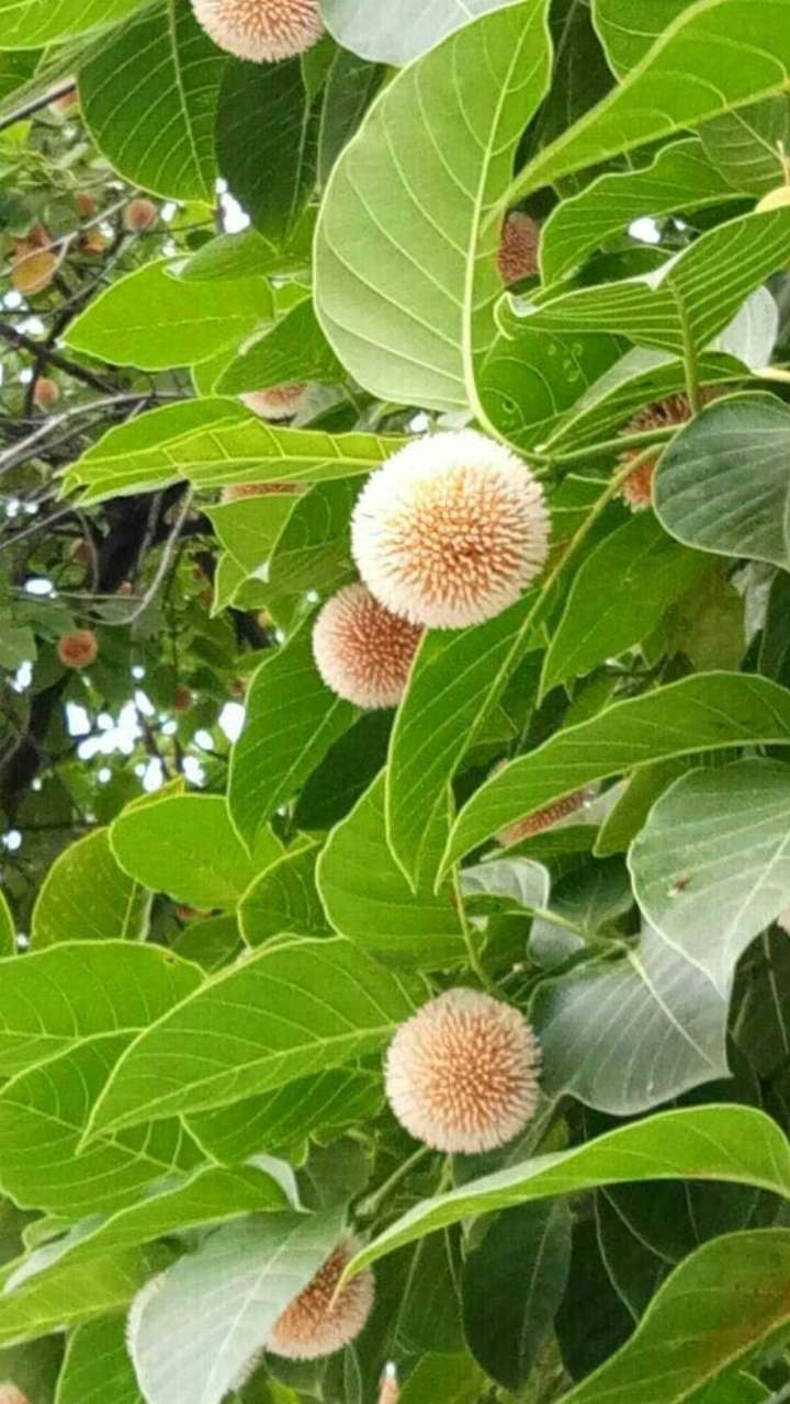 सेहत को ठीक रखता है कदंब का पेड़, जानें कैसे करें इस्तेमाल