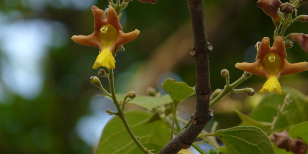 गंभारी के पौधे के फायदे