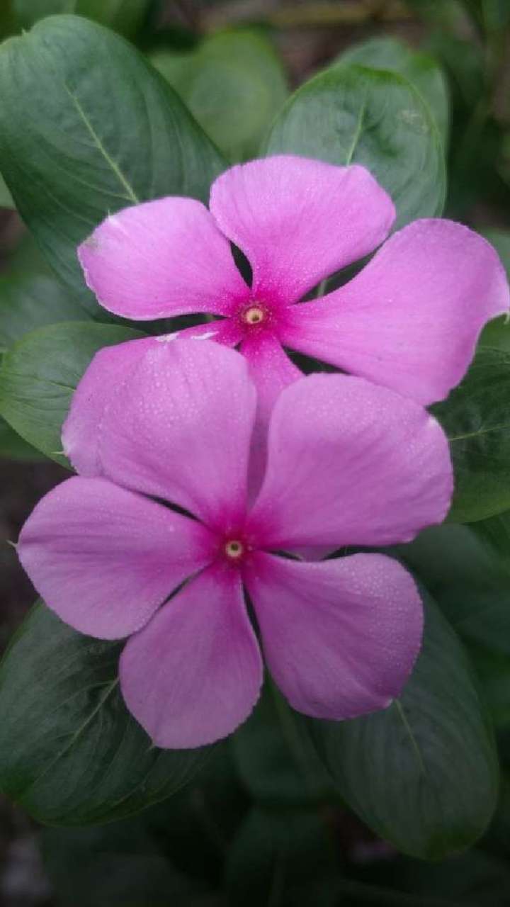 நித்திய கல்யாணி பூவின் ஆரோக்கிய நன்மைகள்!