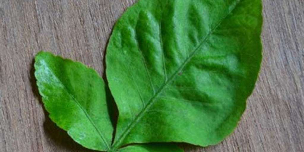 इन पत्तियों से दूर होंगी डायबिटीज से लेकर पेट से जुड़े रोग