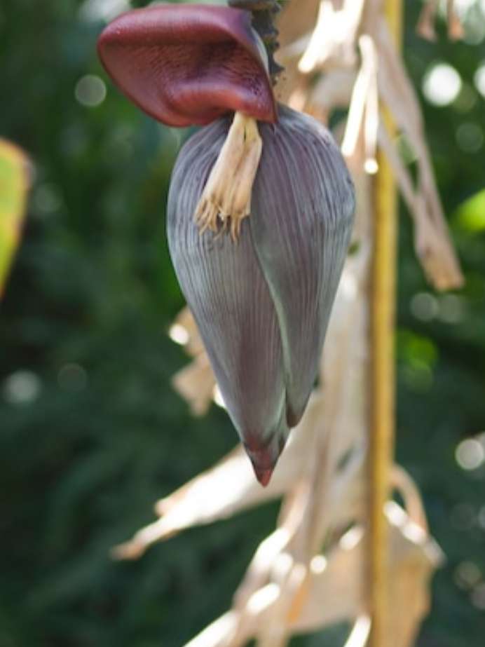 வாழைப்பூவில் கொட்டிக்கிடக்கும் ஆரோக்கிய நன்மைகள்!