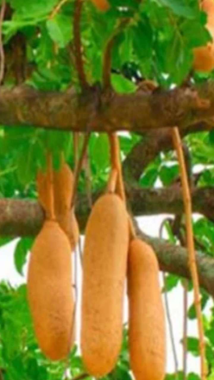 विटामिन बी6 से भरपूर है कंदमूल का फल, जानें इसके फायदे