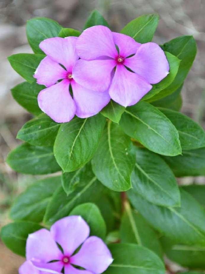 सदाबहार फूल से कंट्रोल होगा ब्लड प्रेशर, ऐसे करें इस्तेमाल