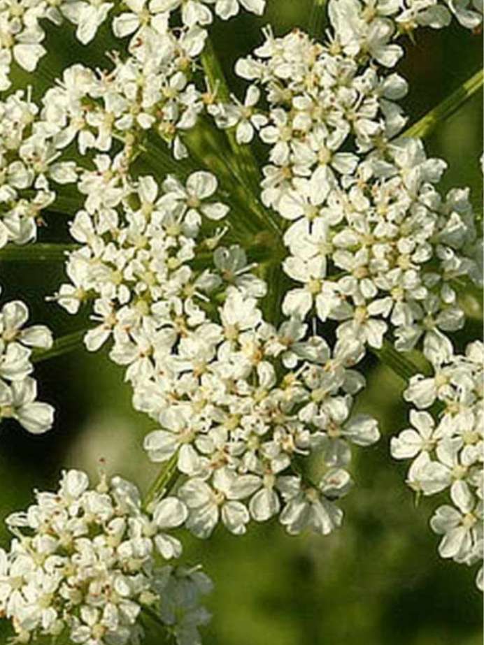 औषधीय गुणों से भरपूर है चोरक का पौधा