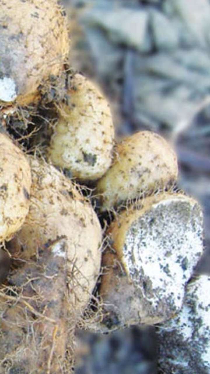 छठ का यह प्रसाद खाएं, सेहत बनाएं