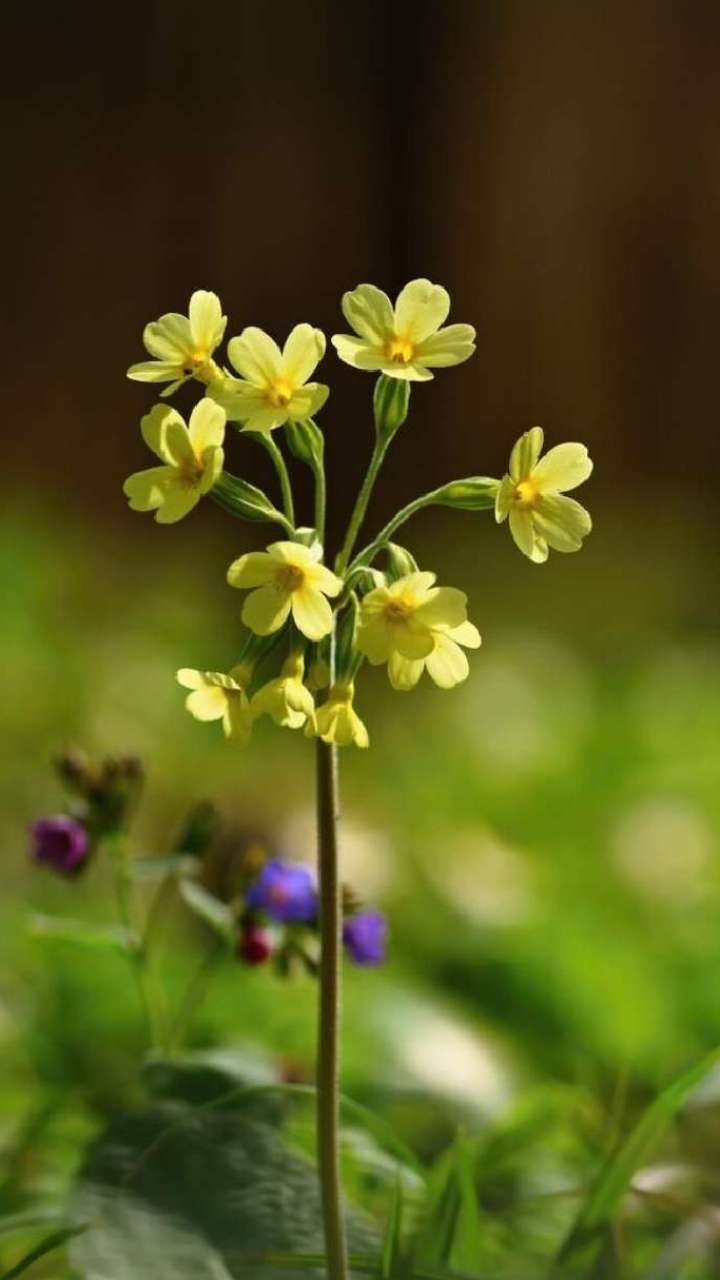 कई बीमारियों का रामबाण इलाज है यह जड़ी बूटी