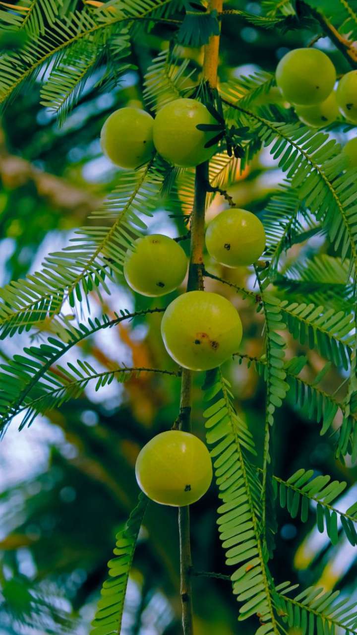 9 Unique Amla Recipes You Must Try This Winter