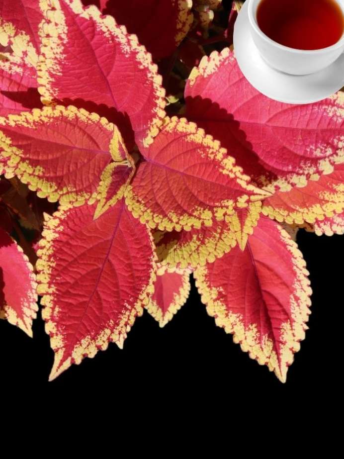 How To Use Panikoorka Tea To Regulate Diabetes