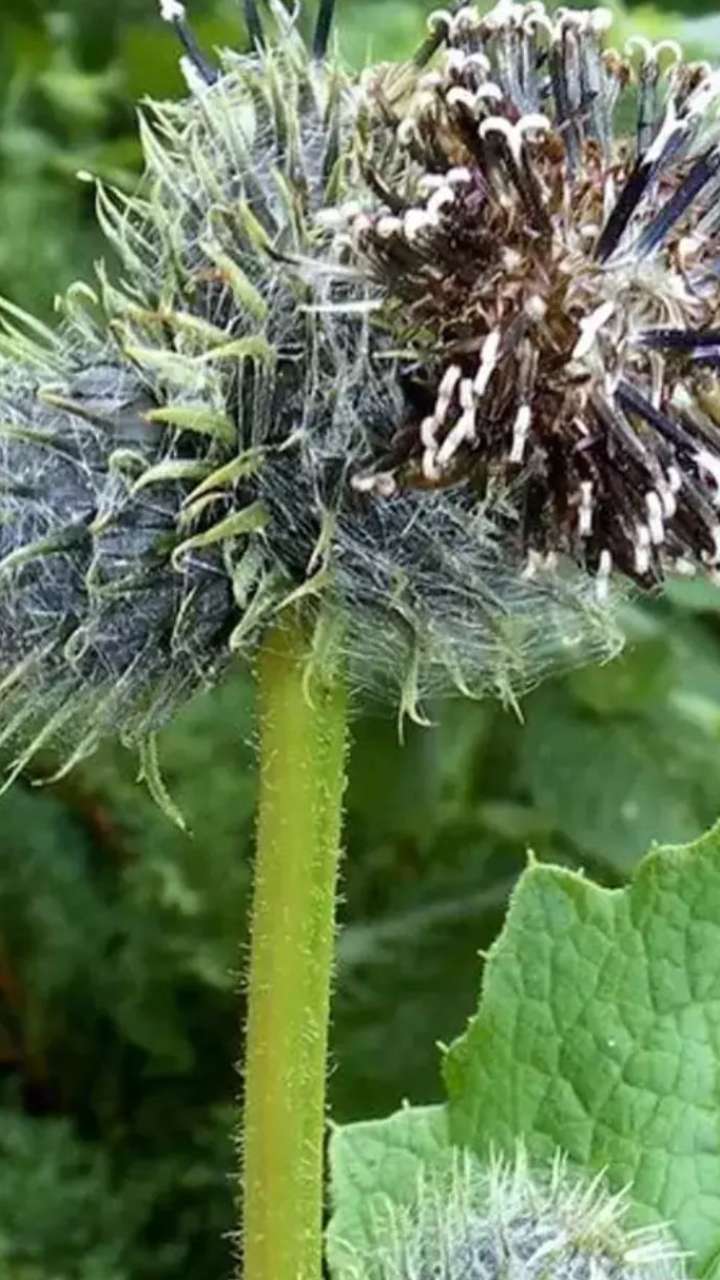 कूठ के पौधे से दूर होंगी शरीर की ये 5 समस्याएं