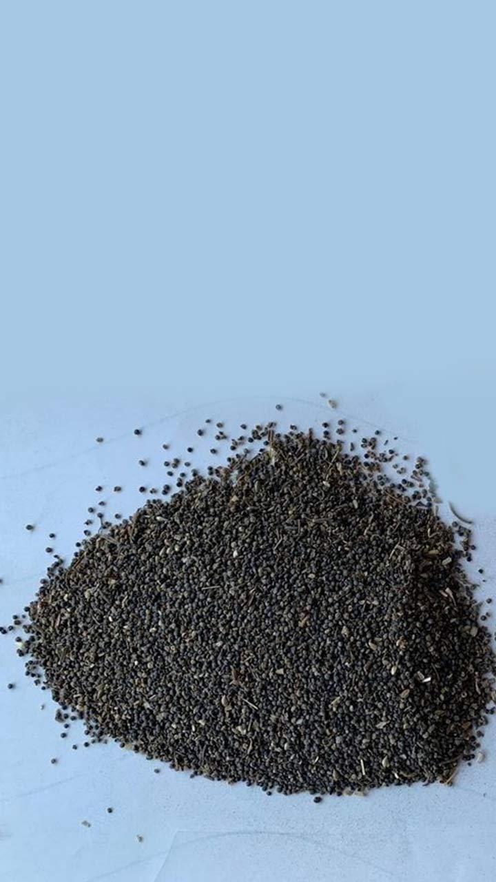 जोड़ों का दर्द दूर करे बथुआ के बीज