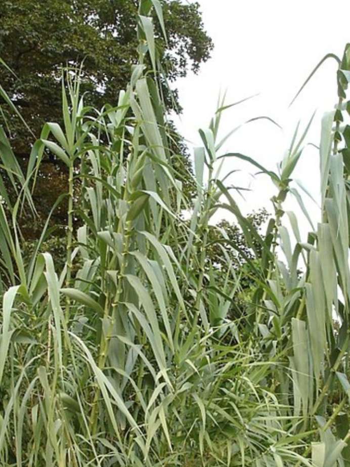 नरकट जड़ से दूर होंगे ये 5 रोग