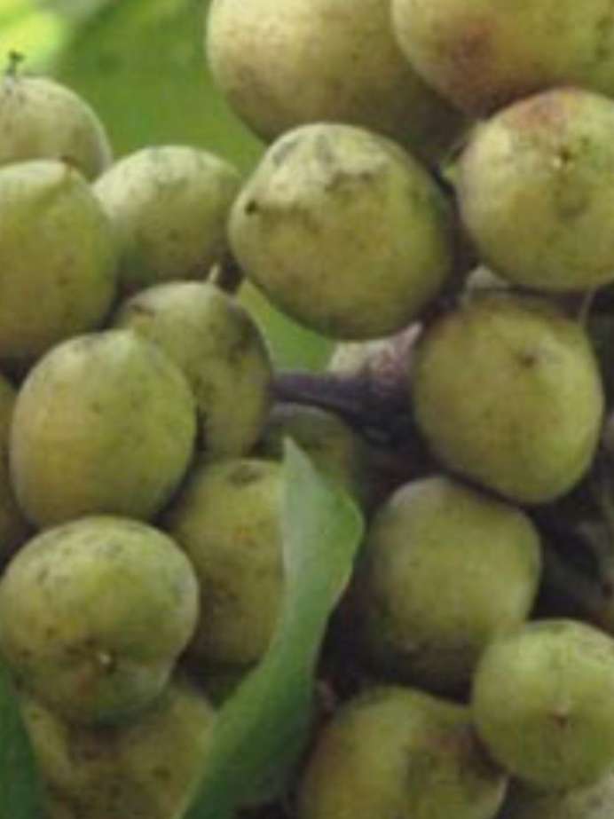 कुसुम फल खाने के 6 फायदे