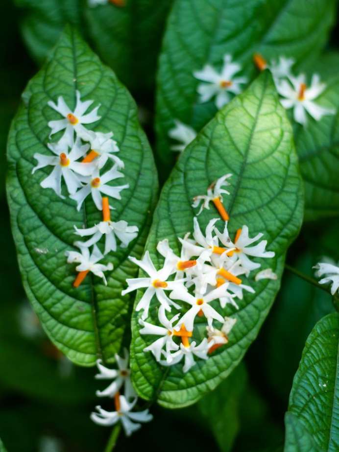 How To Use Harsingar Leaves For Joint Pain | Onlymyhealth