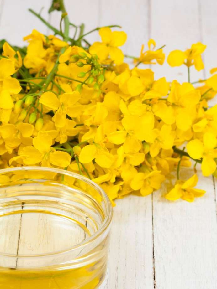 How To Use Rapeseed Oil To Clear Dandruff Instantly