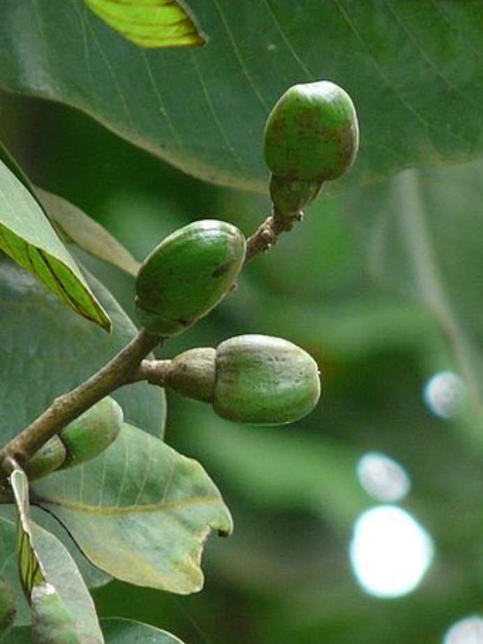 भिलावा का फल खाने से दूर होंगे ये 5 रोग