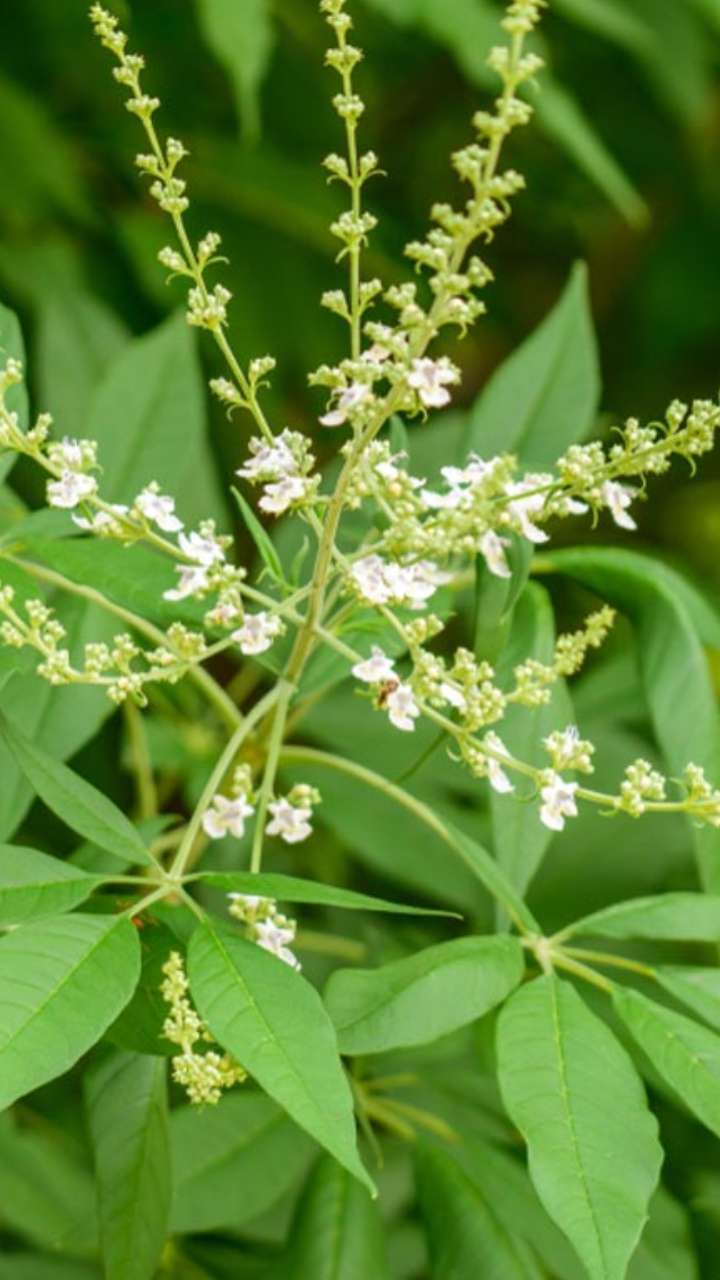 निर्गुण्डी के पौधे से दूर होंगे ये 5 रोग