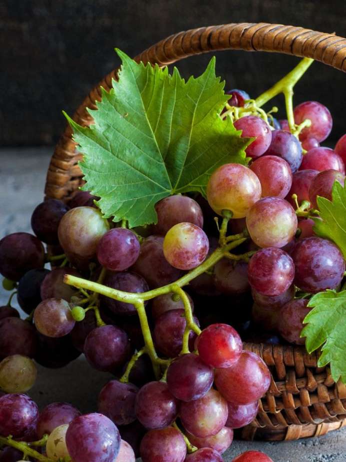 What S Eating My Grapes at Lucinda Mckellar blog