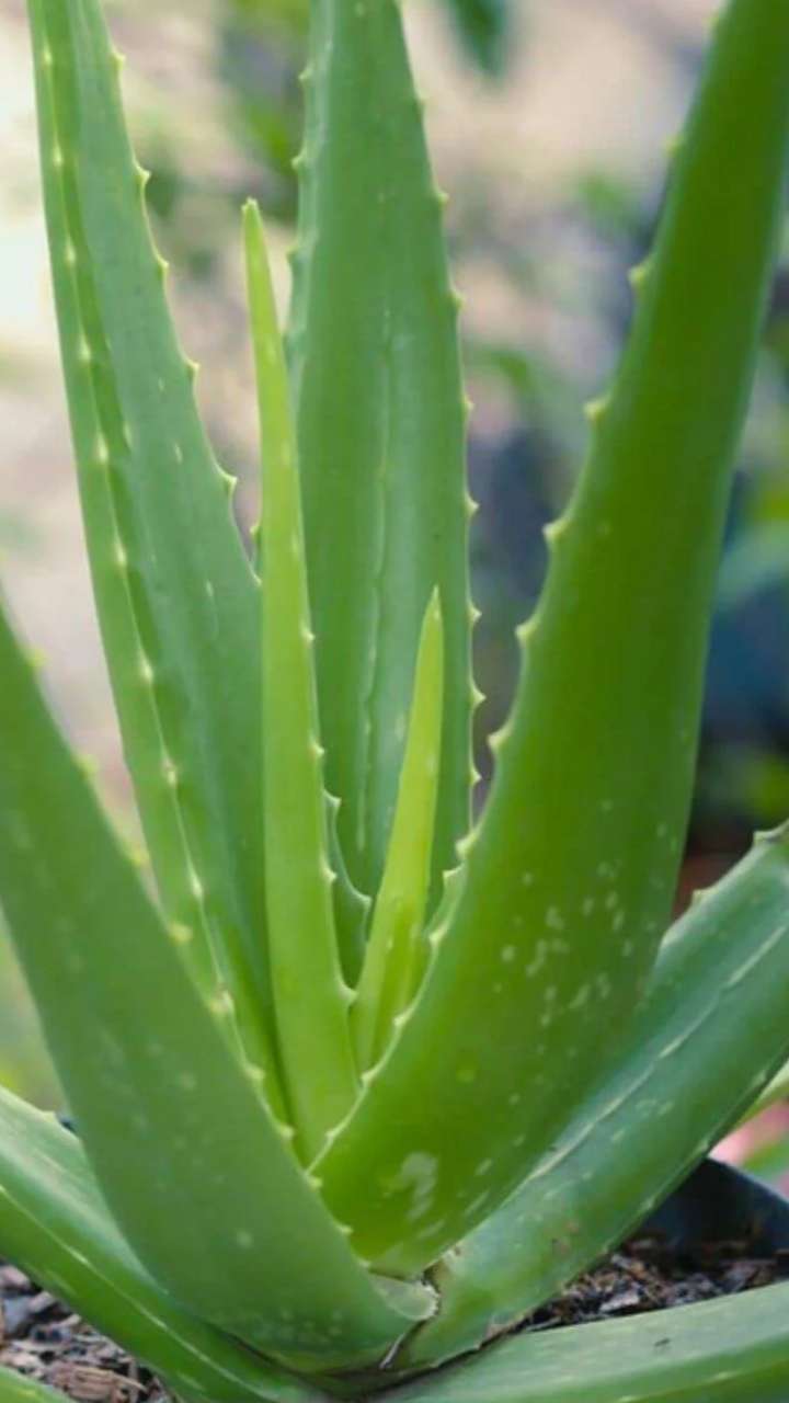 एलोवेरा में क्या मिलाकर लगाने से चेहरा निखरता है?