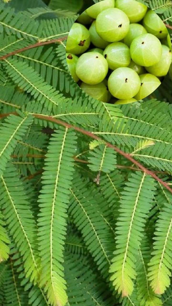 आंवला के पत्तों के क्‍या फायदे हैं?