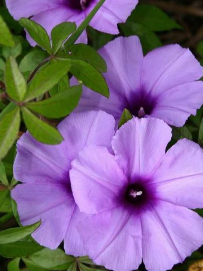 बेशर्म पौधे से दूर होंगे ये 5 रोग