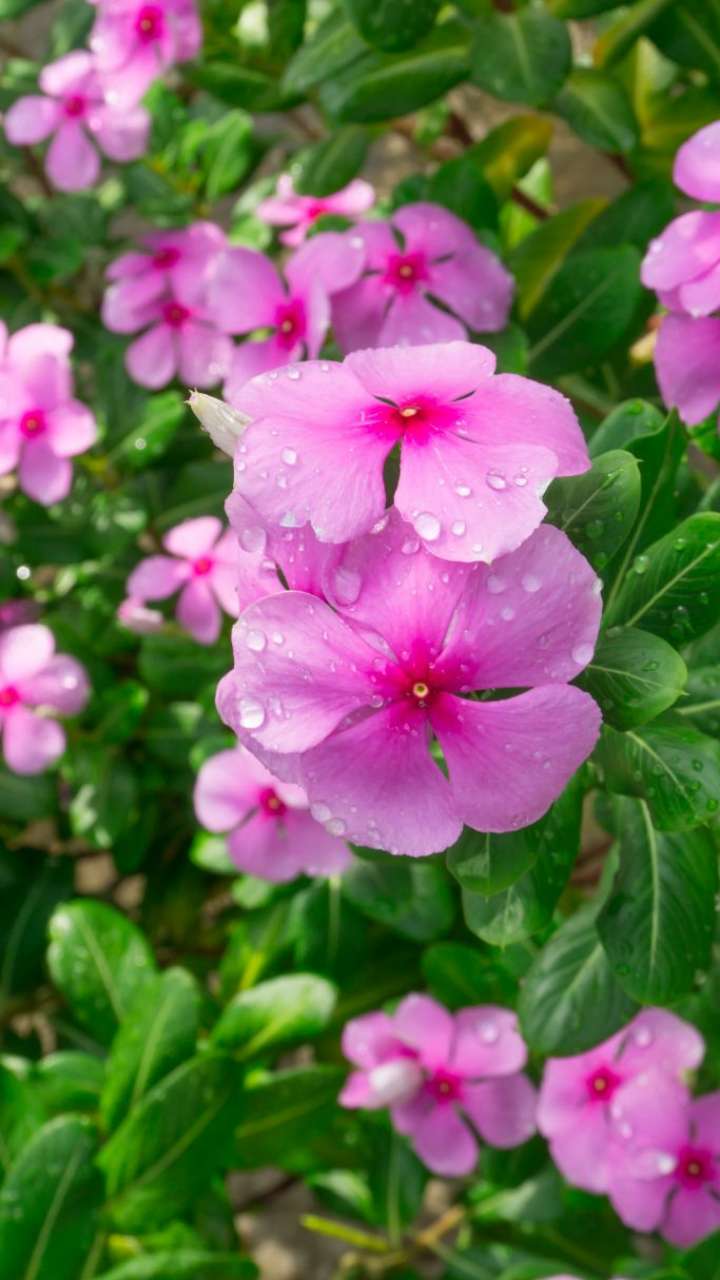 Ayurvedic Benefits Of Sadabahar Flowers