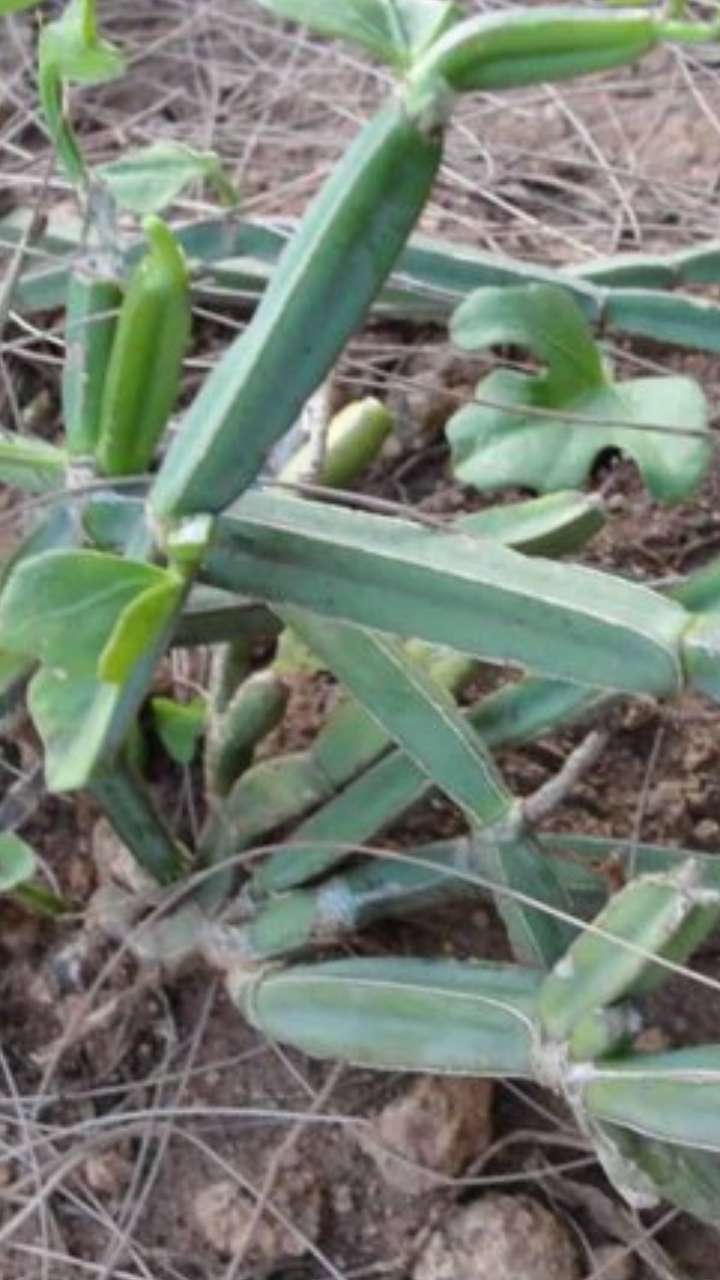 हड़जोड़ का इस्तेमाल करने से दूर होंगे ये 5 रोग