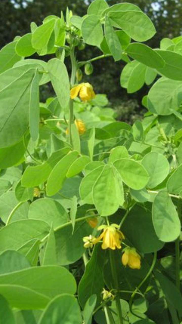 पवांड जड़ी-बूटी से दूर होंगे ये 5 रोग