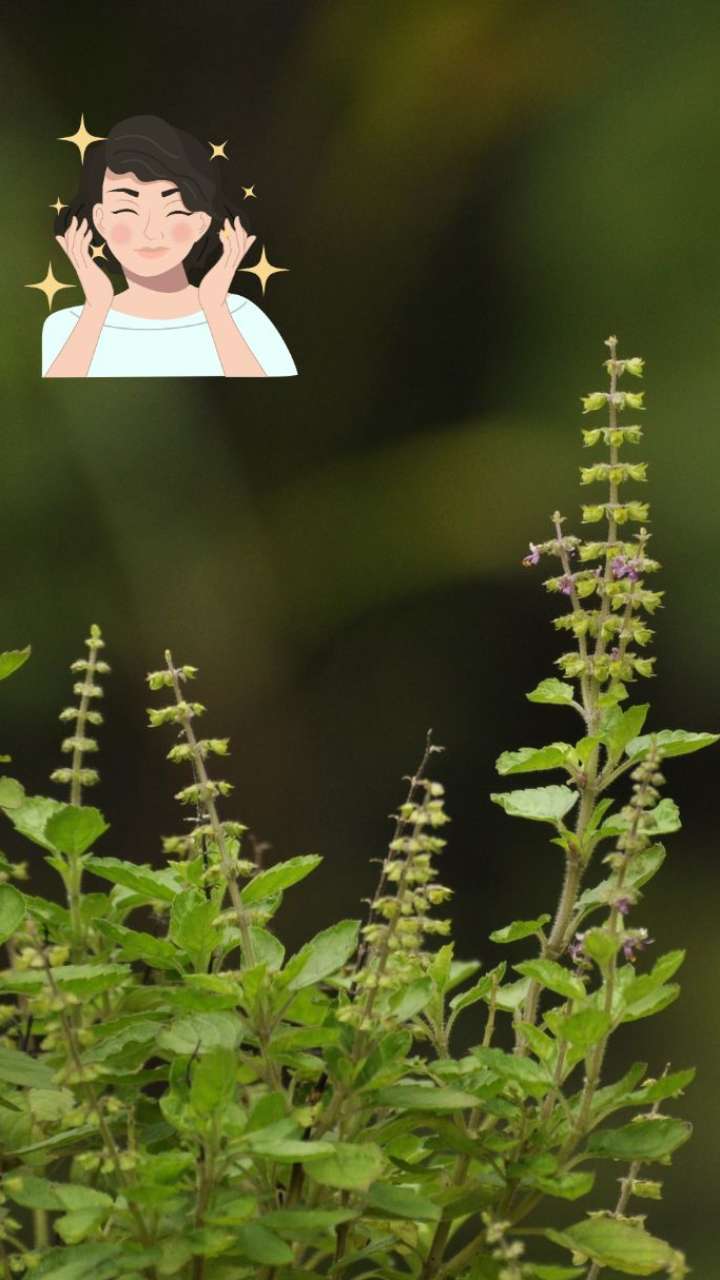 How Tulsi Can Benefit Skin?