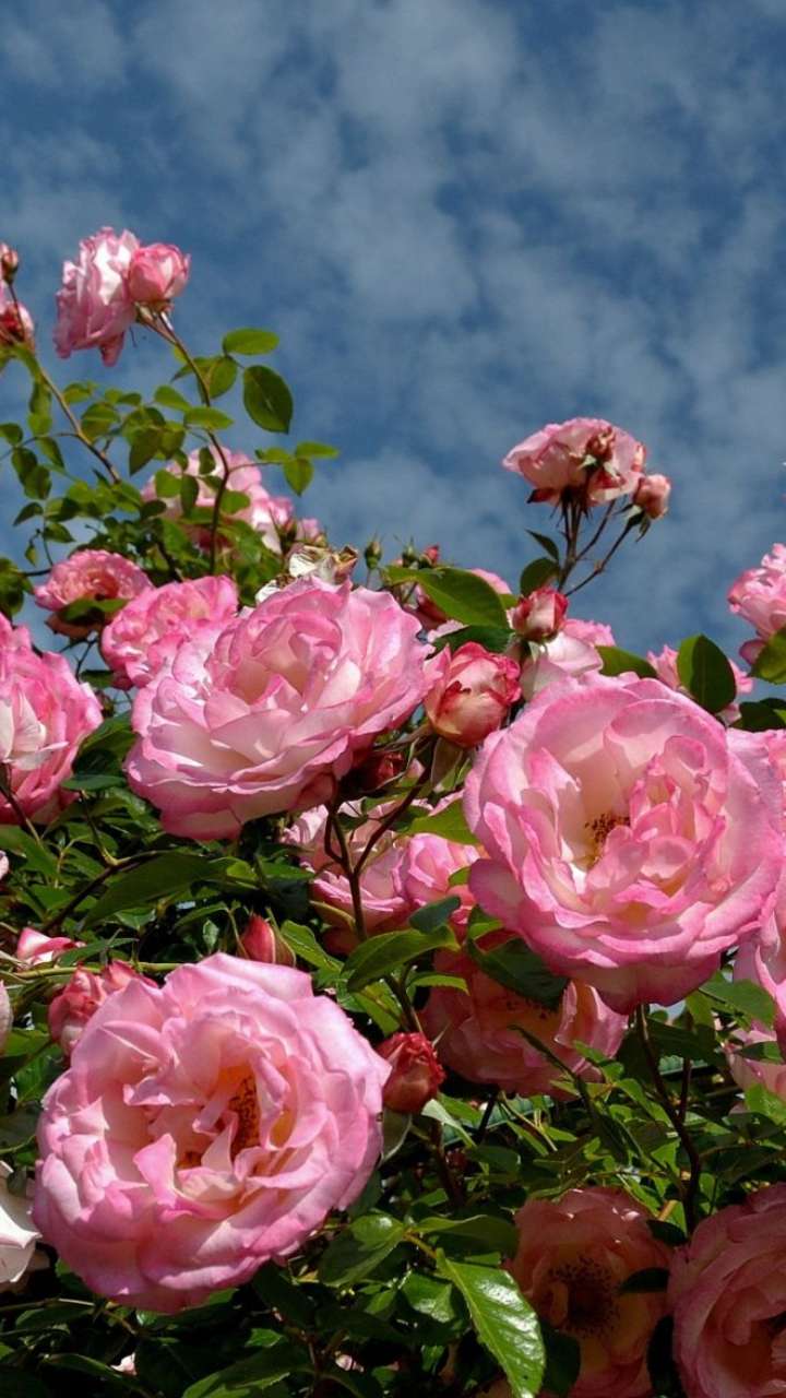 5 Reasons Why Roses Are The Best Choice in Wellness Herbs