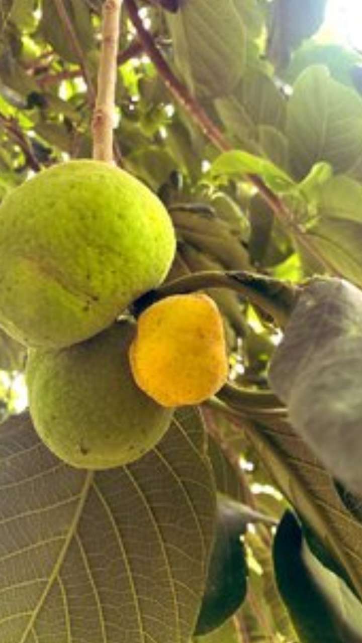 बड़हल के फल से दूर होंगे ये 5 रोग