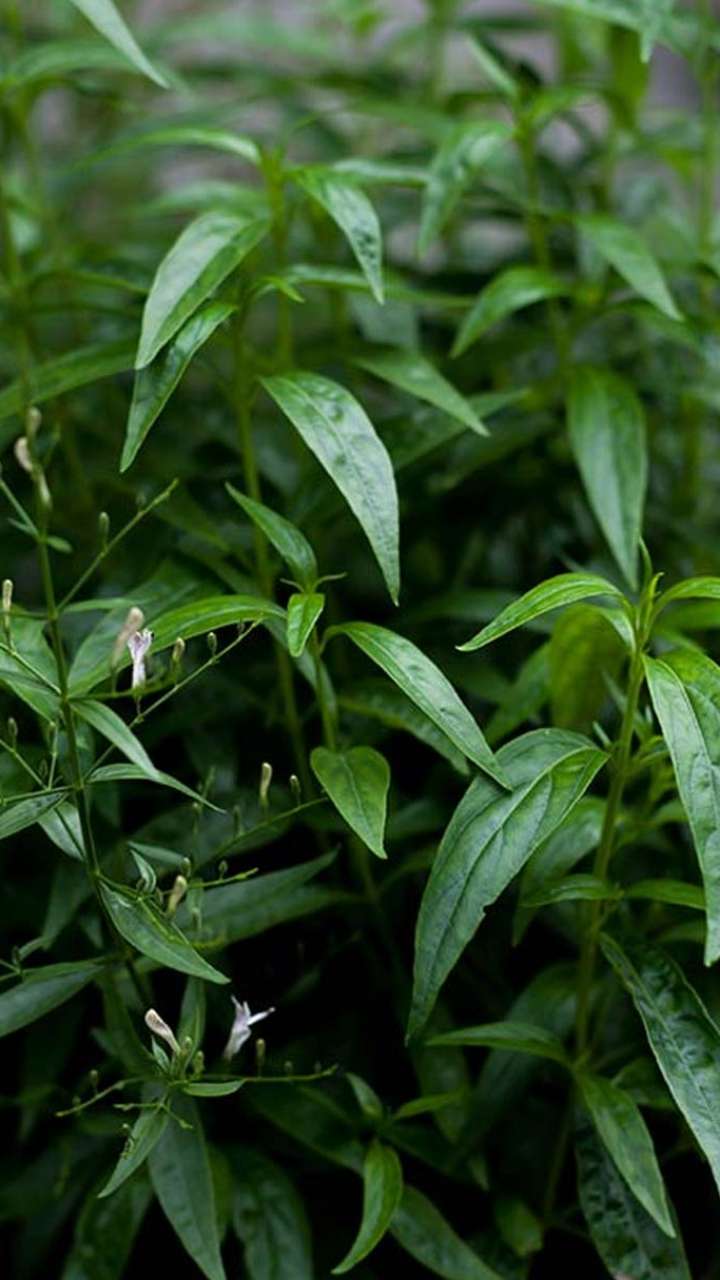 कई बीमारियों का काल है ये कड़वी जड़ी-बूटी