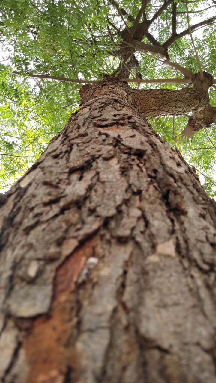 नीम की छाल के फायदे