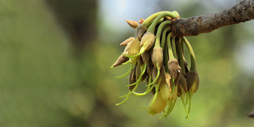 महुआ खाने के फायदे