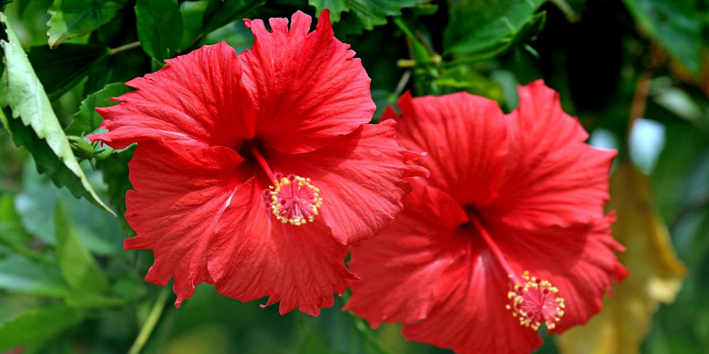 गुड़हल की पत्ती के फायदे