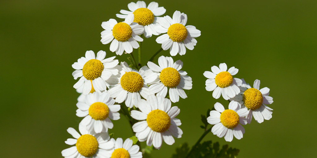 Health benefits of Feverfew