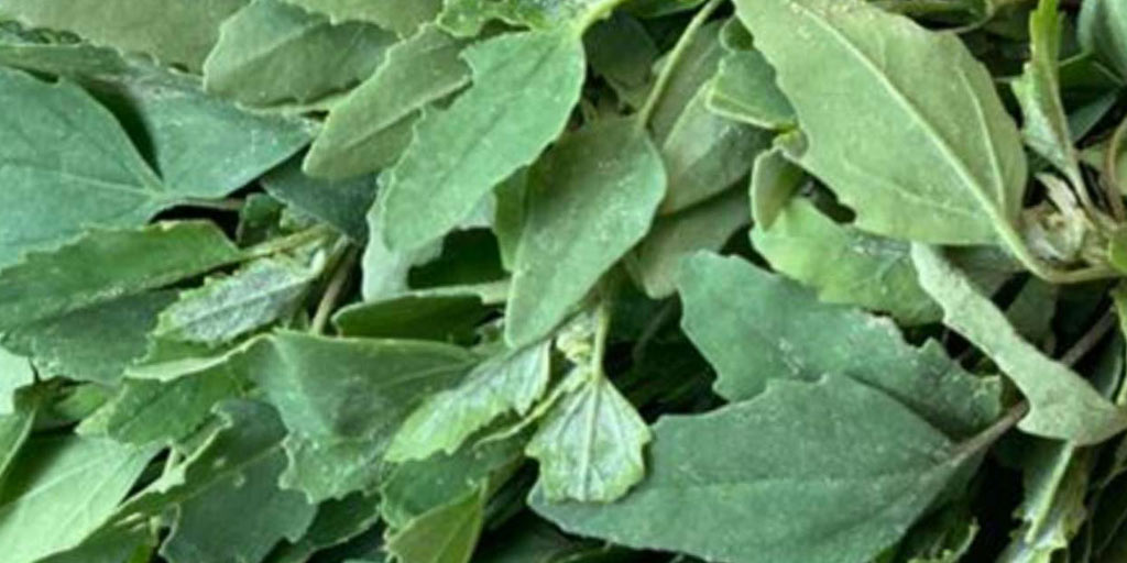 बथुआ का जूस पीने के फायदे