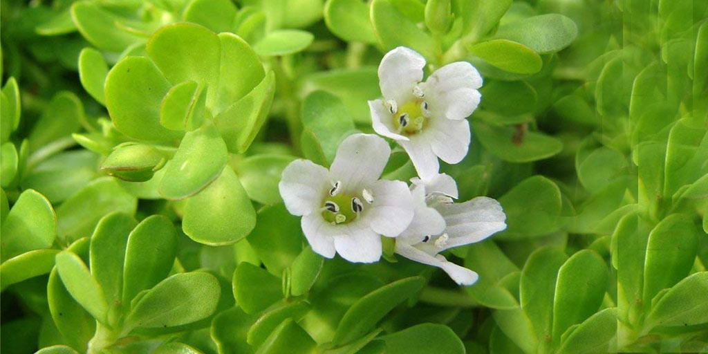 Benefits of consuming Brahmi